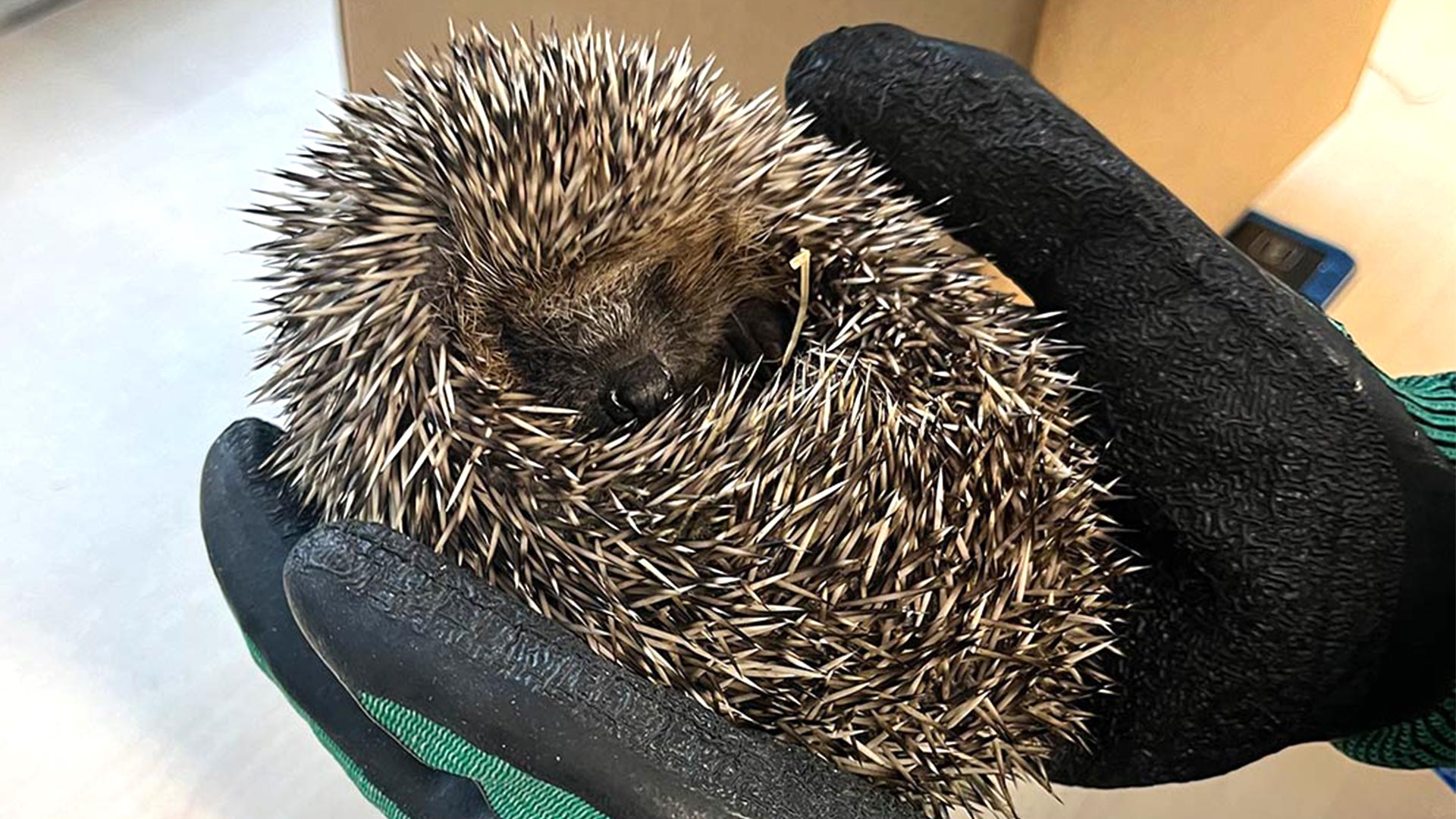 Prickly Progress: An Update on the Hedgehogs | Woburn Safari Park