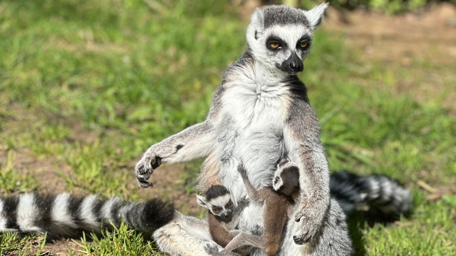 Endangered Lemur Twin Birth | Woburn Safari Park