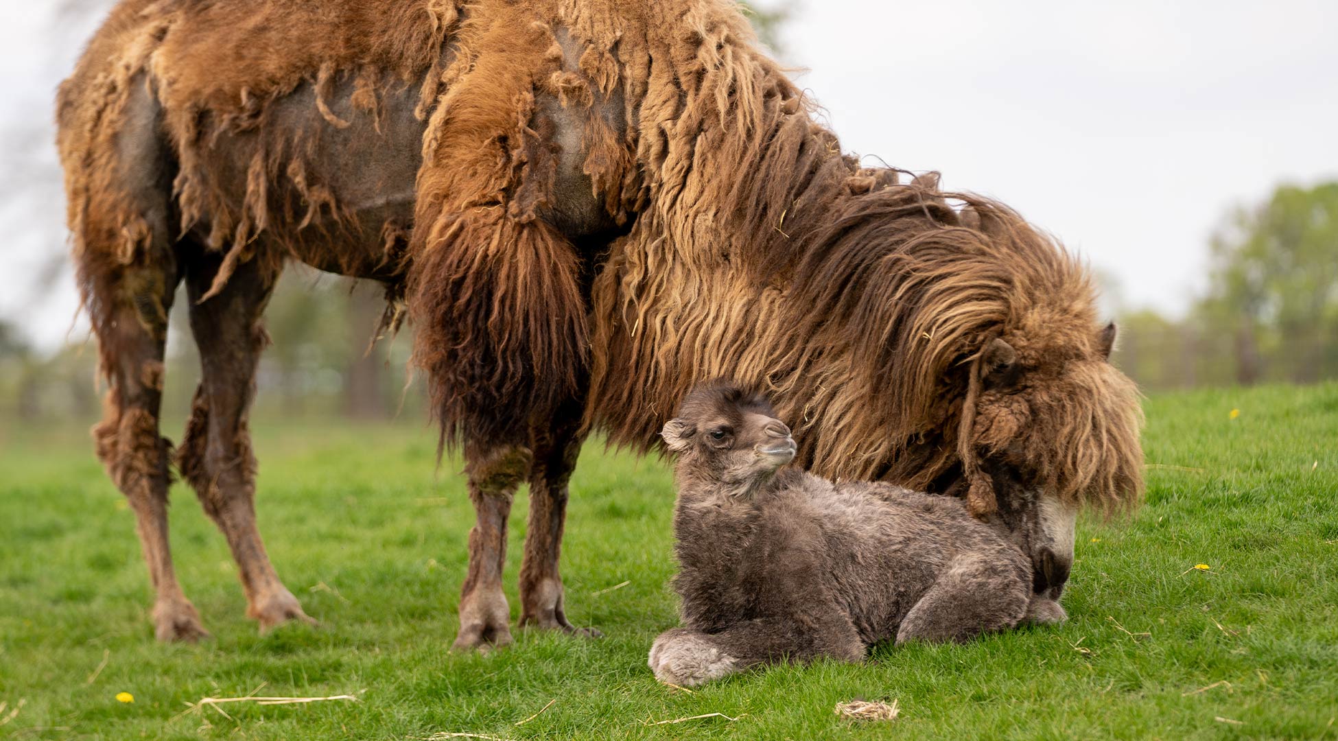 Baby Bumps to Camel Humps: Woburn Safari Park welcomes Bactrian Camel ...